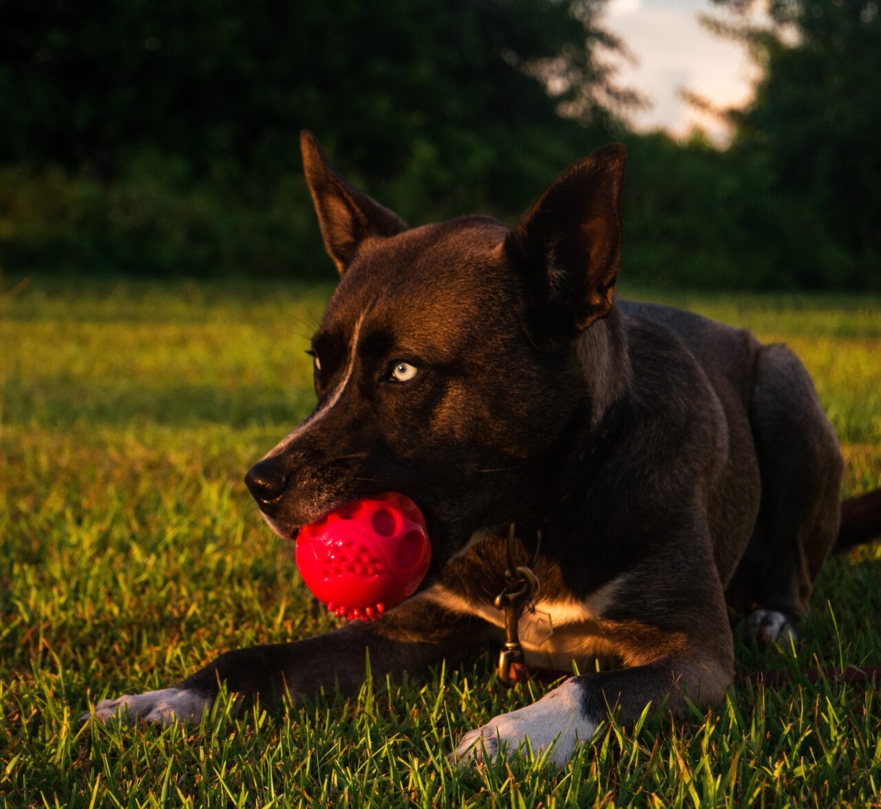 Play! K9 Academy – Dog Trainer in Bradenton, Sarasota, St. Pete, Tampa, Clearwater